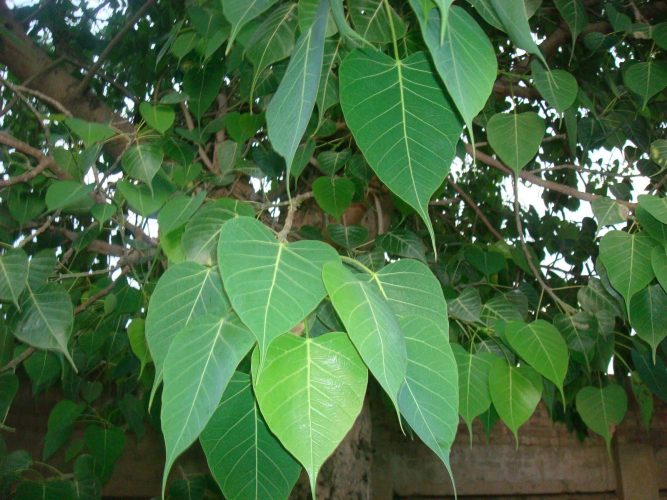 The Peepal tree – Hindu Scriptures | Vedic lifestyle, Scriptures, Vedas ...