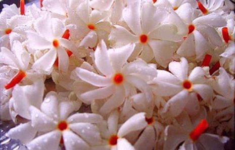 Parijata – Hindu Scriptures | Vedic lifestyle, Scriptures, Vedas ...